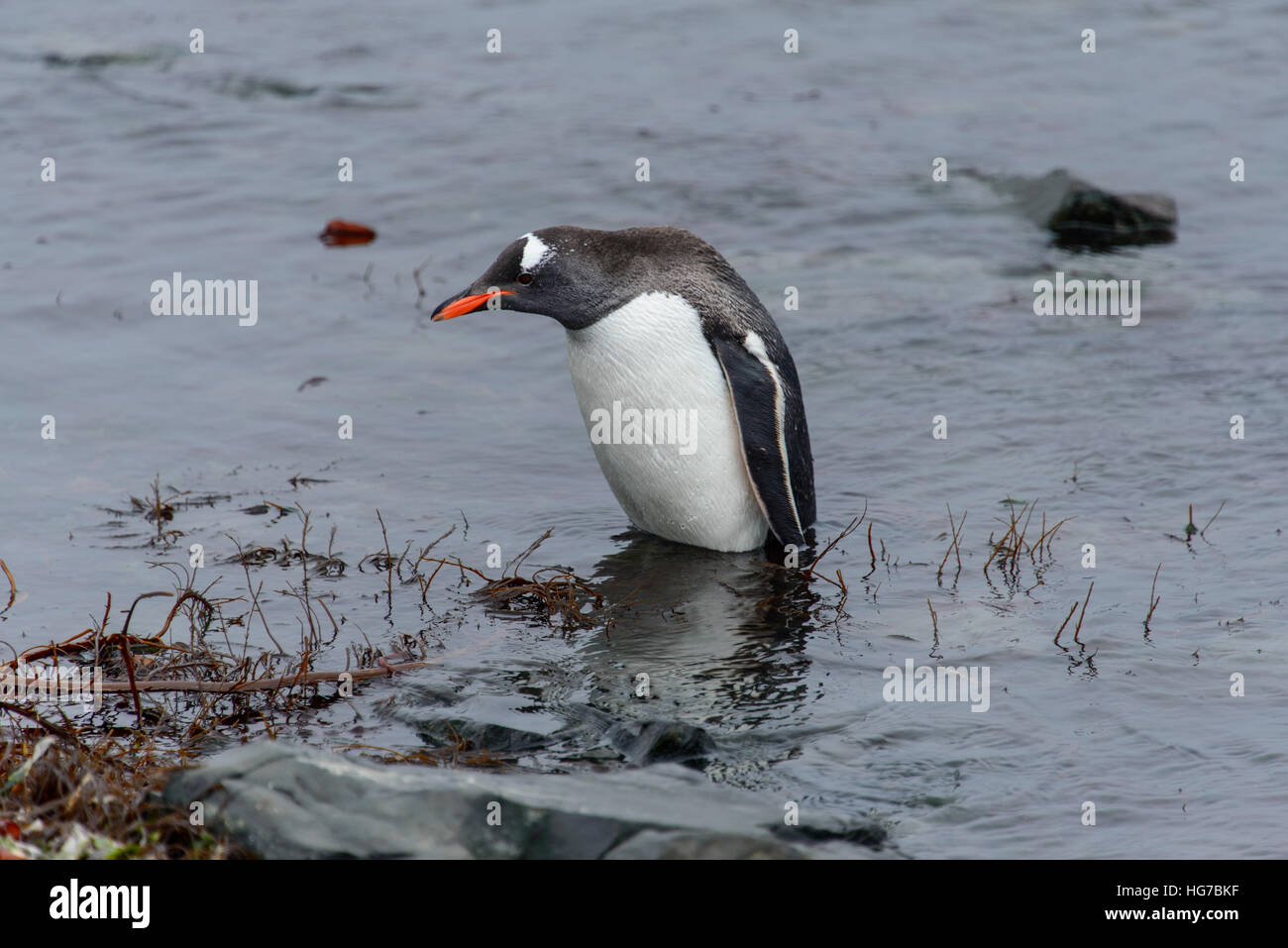 Gentoo penguin in Antarctica Stock Photo - Alamy