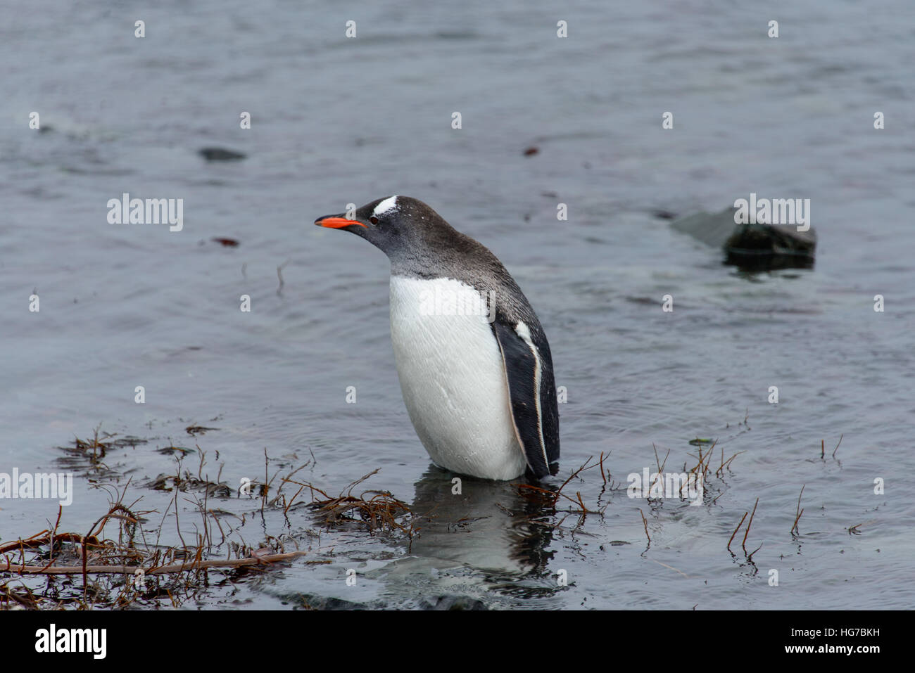 Gentoo penguin in Antarctica Stock Photo - Alamy