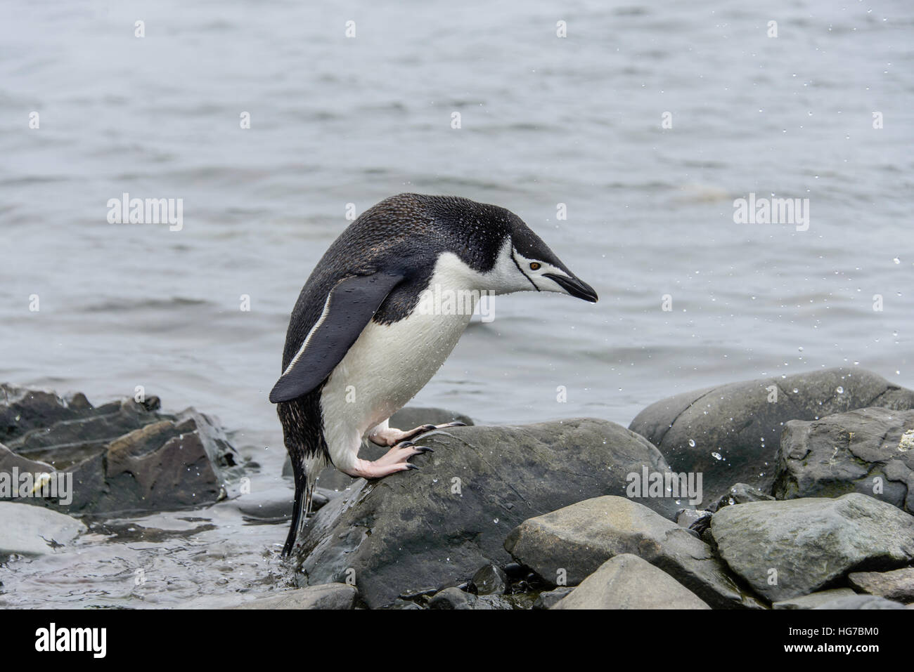Chinstrap penguins and their young hi-res stock photography and images ...