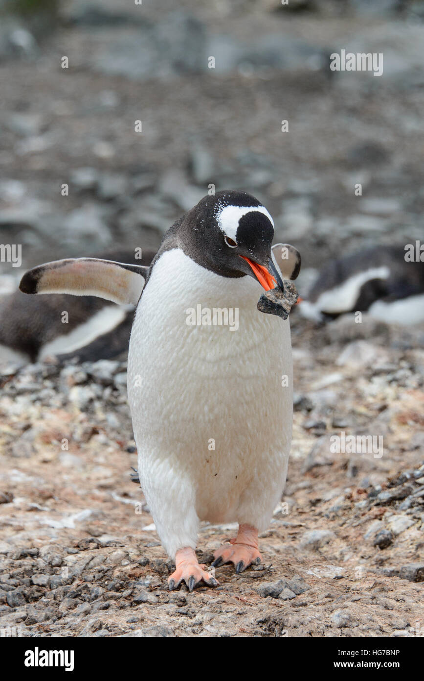 Gentoo penguin in Antarctica Stock Photo - Alamy