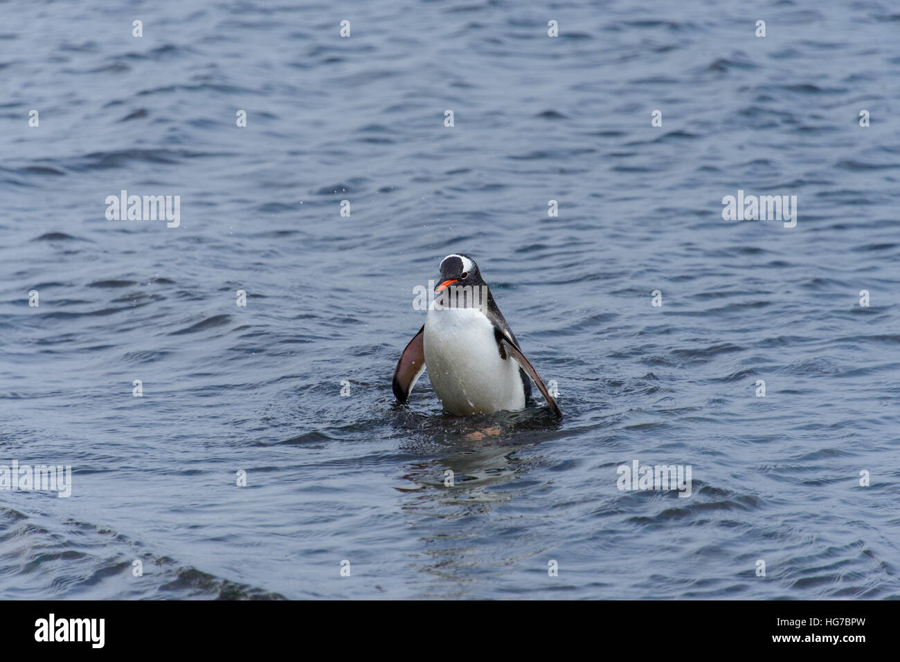 Gentoo penguin in Antarctica Stock Photo - Alamy