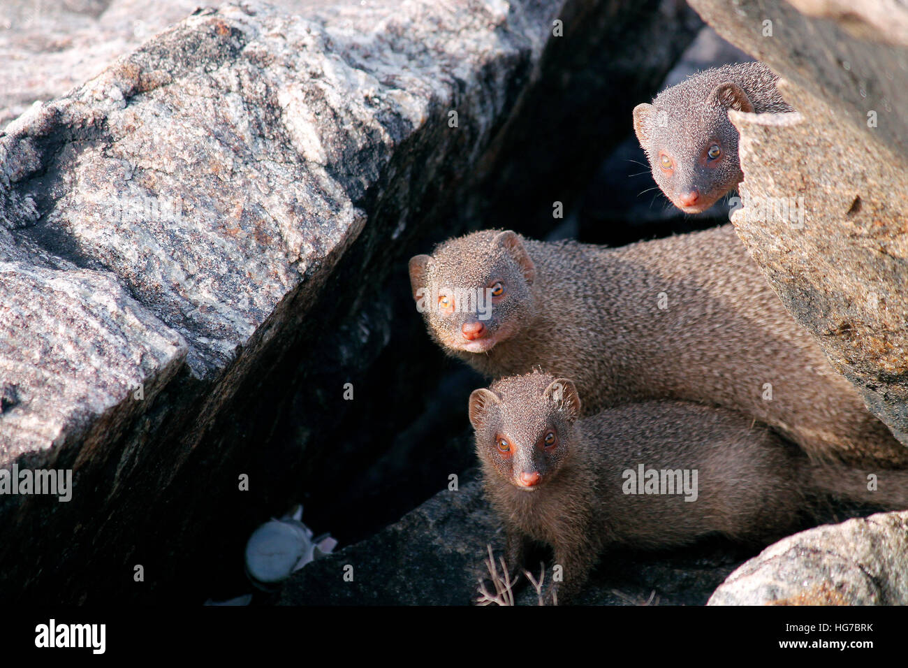 Mongoose Family High Resolution Stock Photography and Images - Alamy