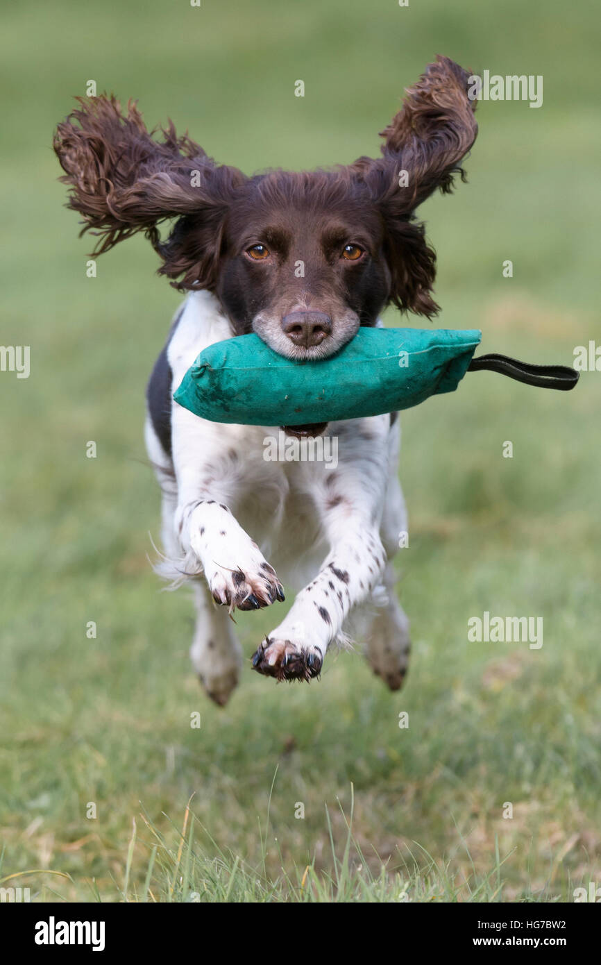 An English Springer Spaniel, running in a field, with a green canvas ...