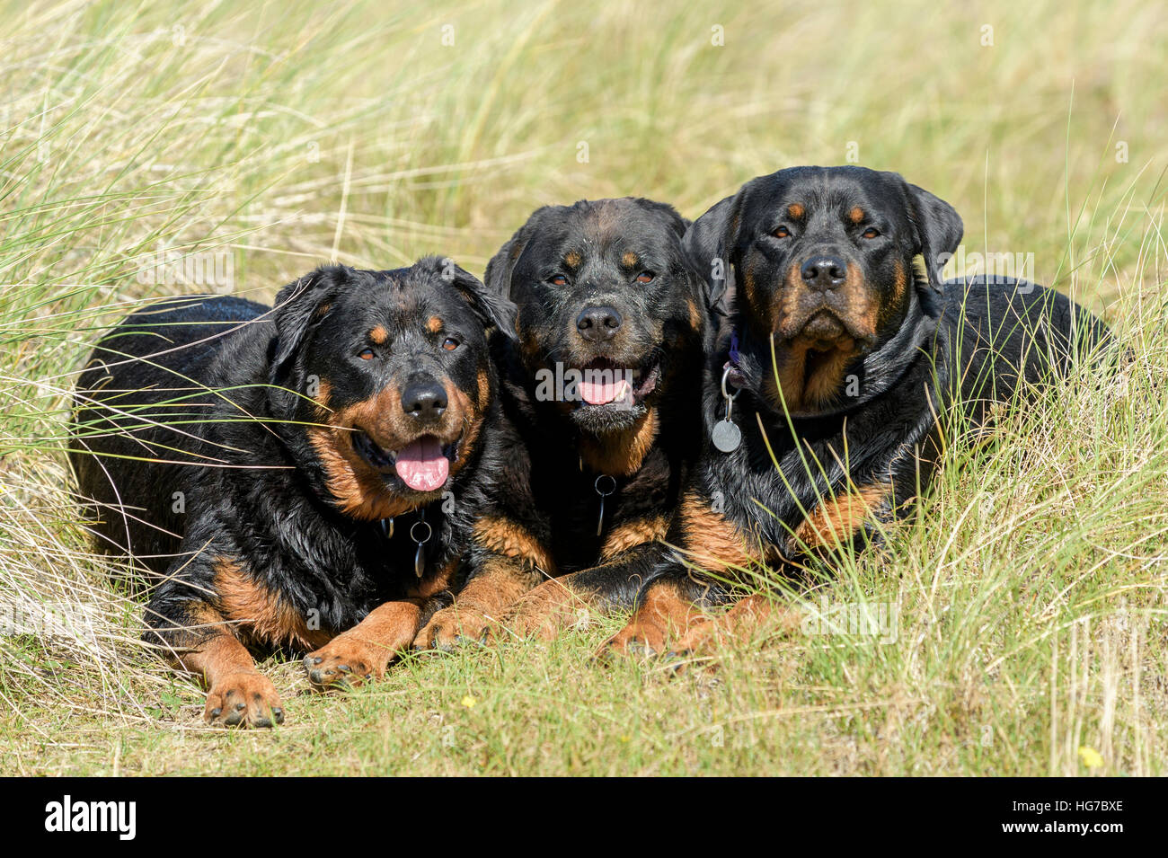 Looking Over Fence 3 Rottweilers