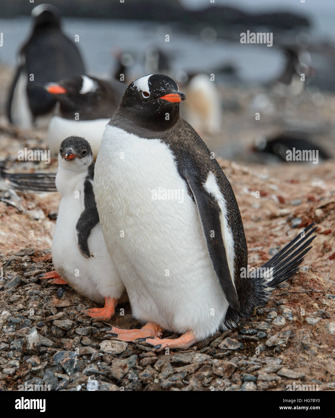 Gentoo penguin with chicks Stock Photo - Alamy
