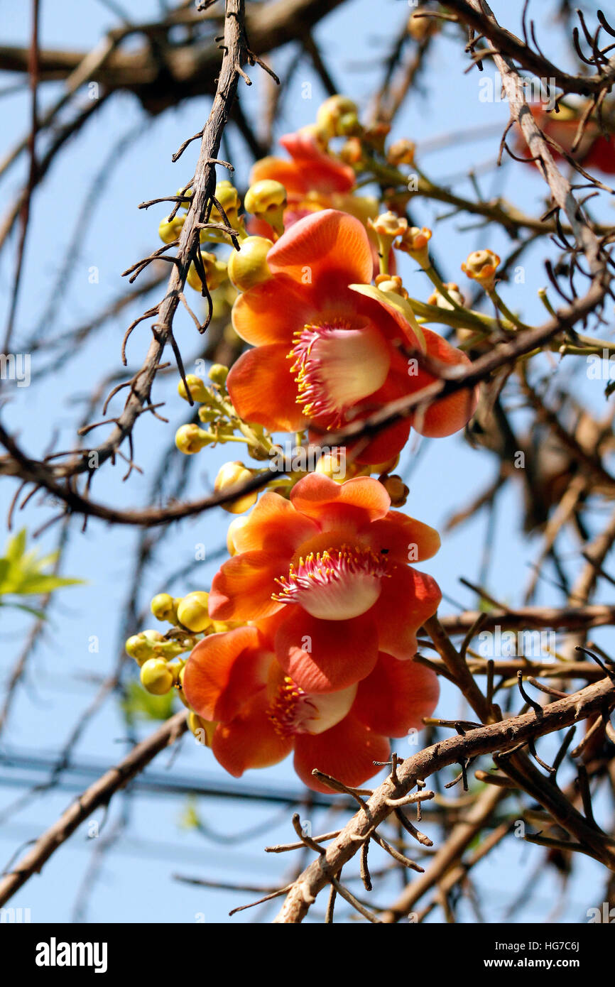 Beauties hi-res stock photography and images - Alamy