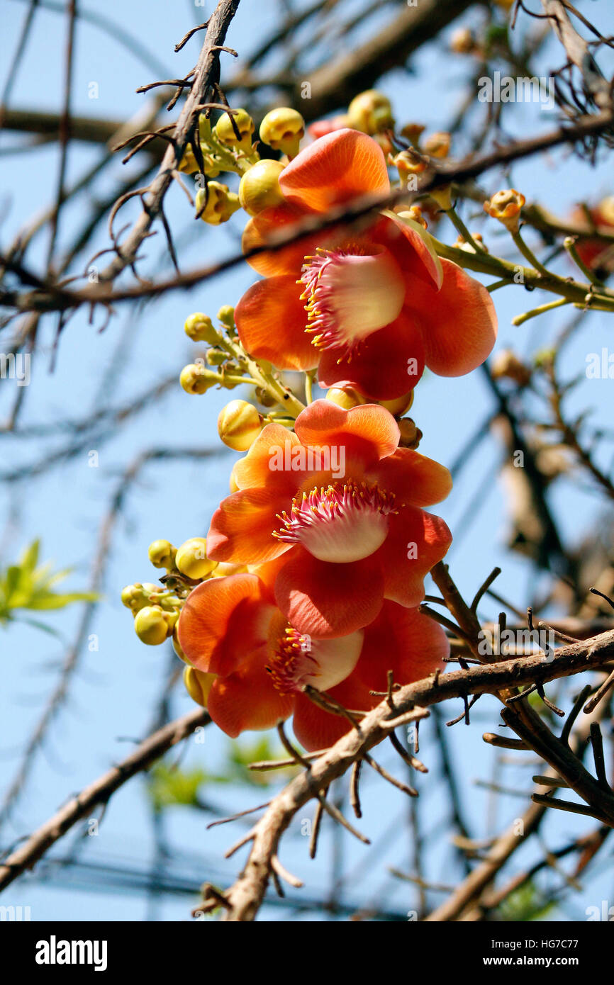 Beauties hi-res stock photography and images - Alamy