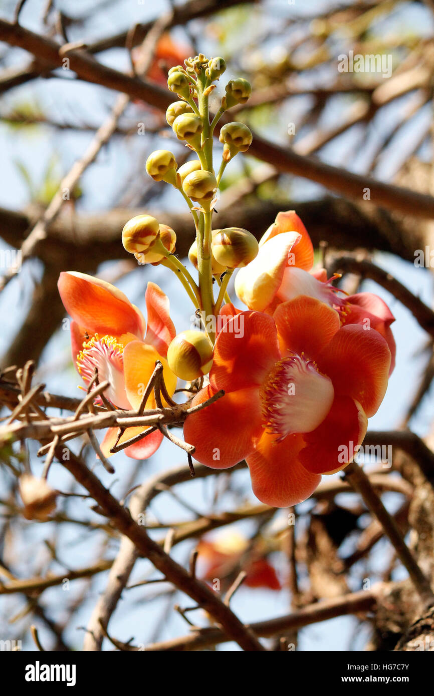 Beauties hi-res stock photography and images - Alamy