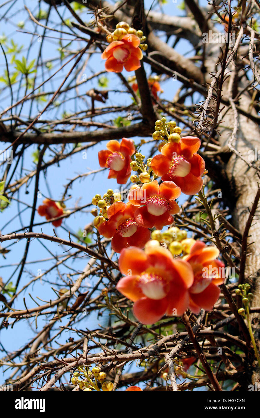 Beauties in nature hi-res stock photography and images - Alamy