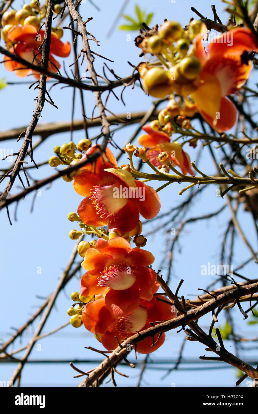 Beauties in nature hi-res stock photography and images - Alamy