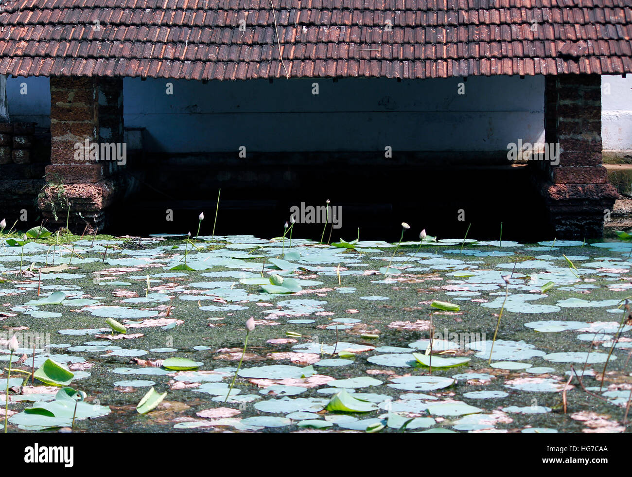 Indian lotus temple hi-res stock photography and images - Alamy
