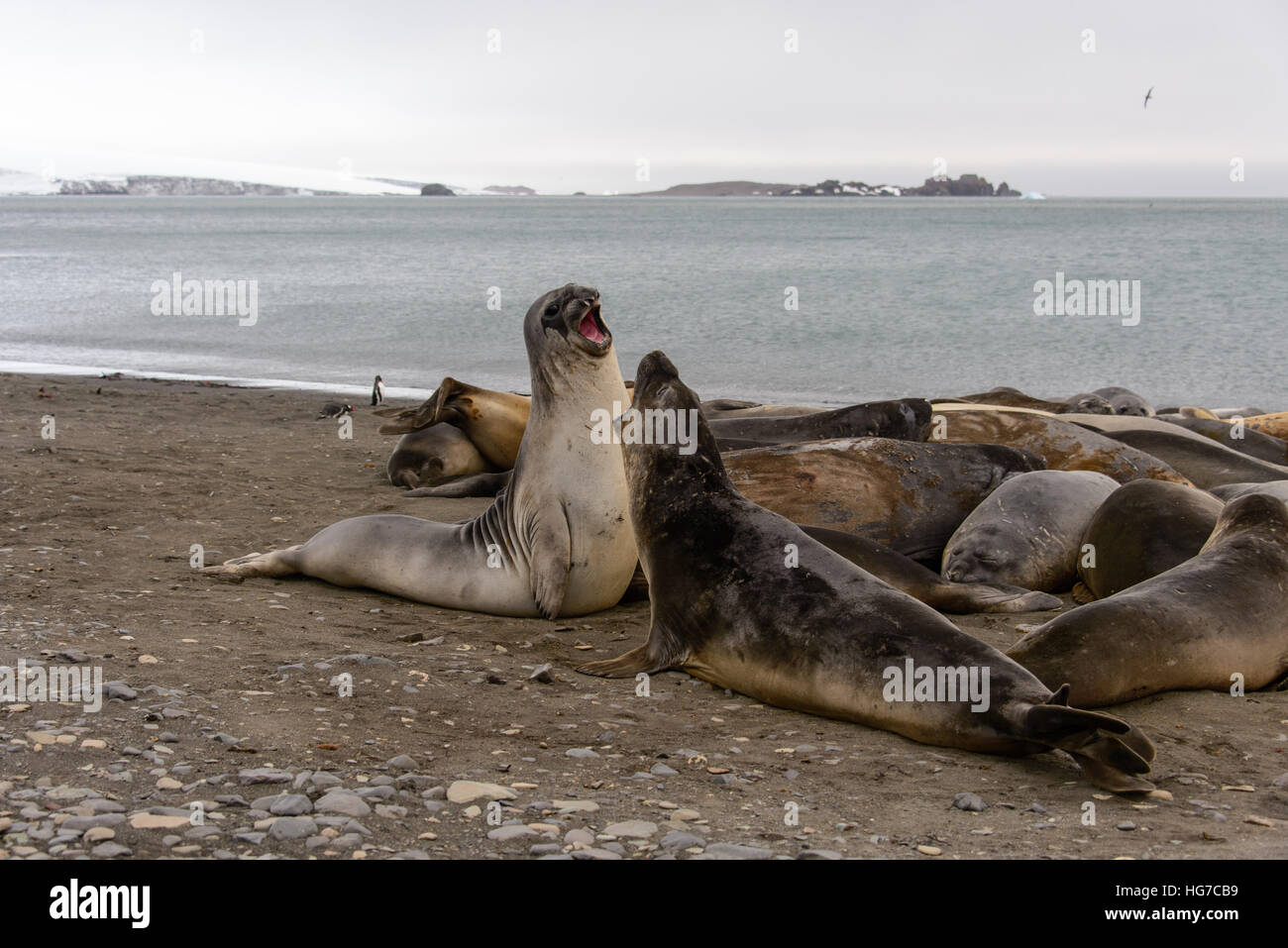Sea Elephant High Resolution Stock Photography and Images - Alamy
