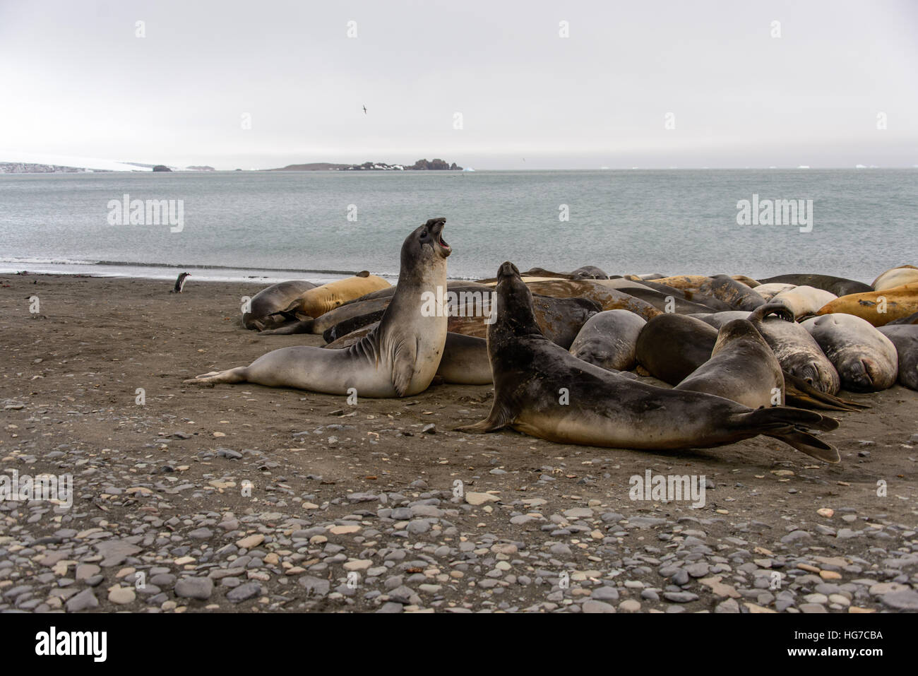 Sea Elephant High Resolution Stock Photography and Images - Alamy