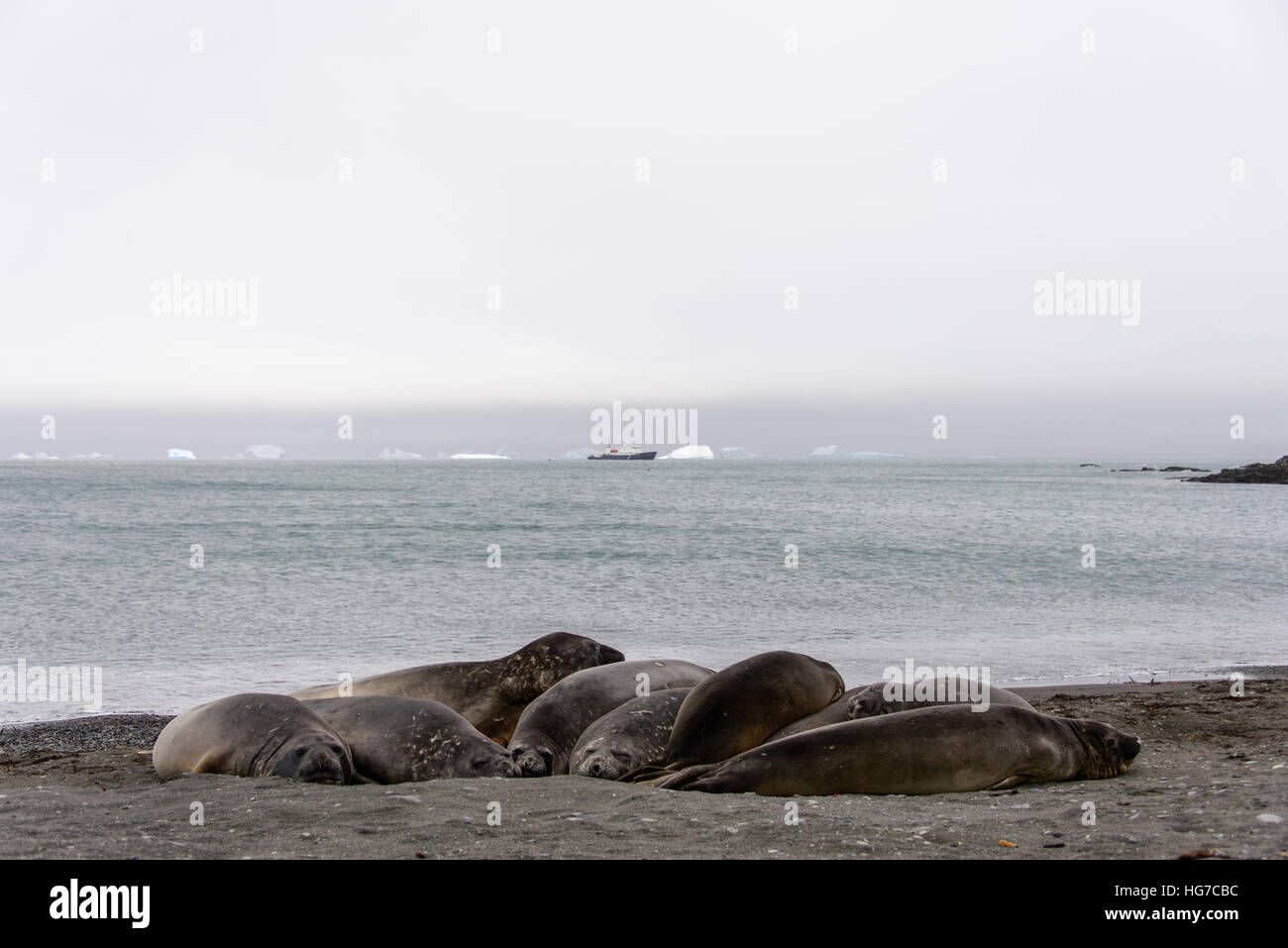 Baby elephant seal in water hi-res stock photography and images - Alamy