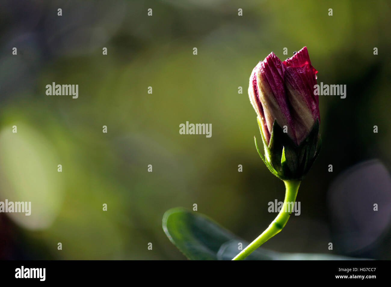 Indian hibiscus flowers hi-res stock photography and images - Alamy