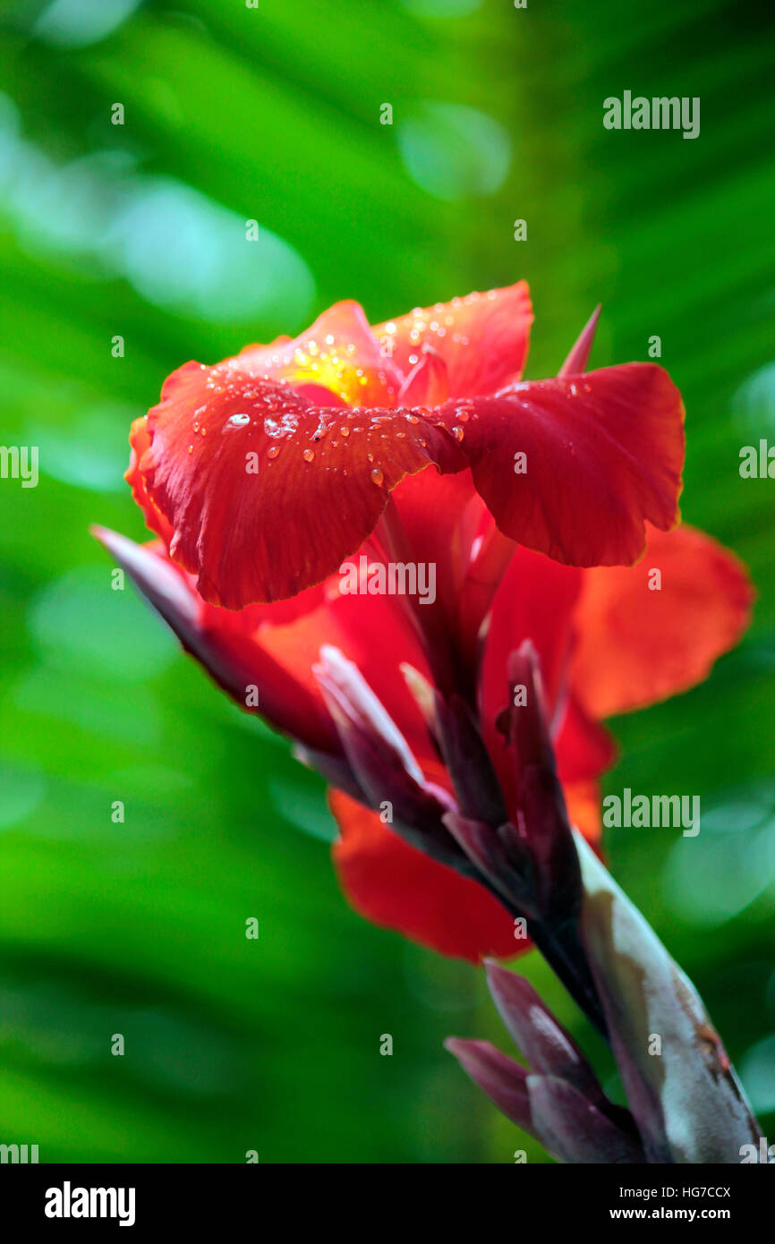 Red in the rain Stock Photo - Alamy