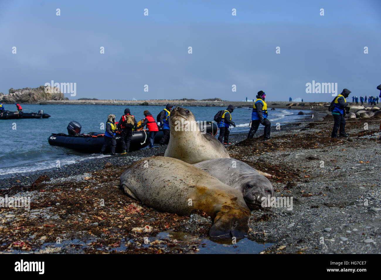 Sea Elephant High Resolution Stock Photography and Images - Alamy