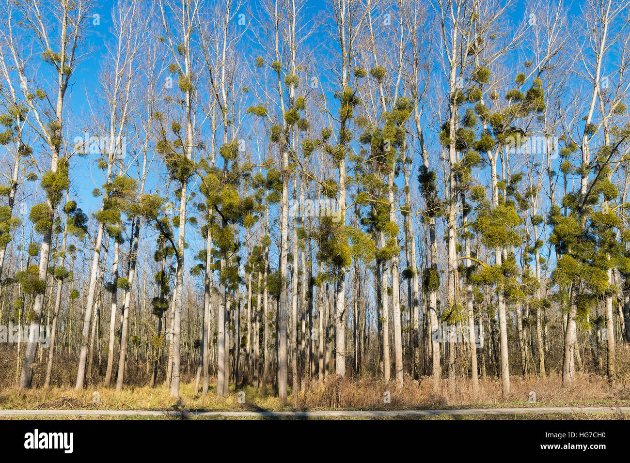 Mistletoe on poplar trees in winter forest near dirt road Stock Photo ...