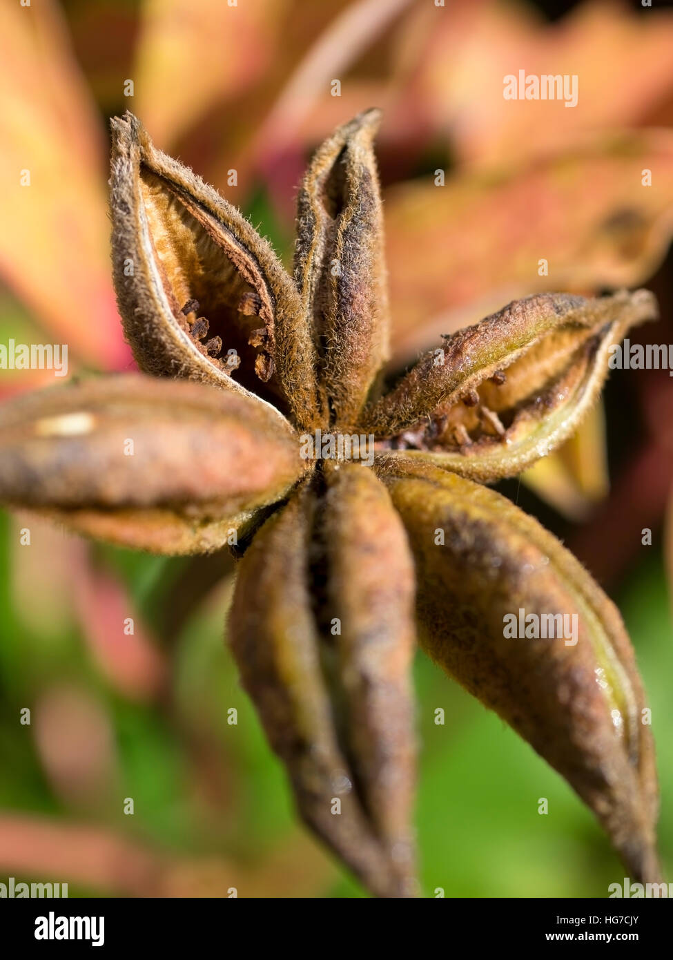 Peony tree seed pod Stock Photo - Alamy