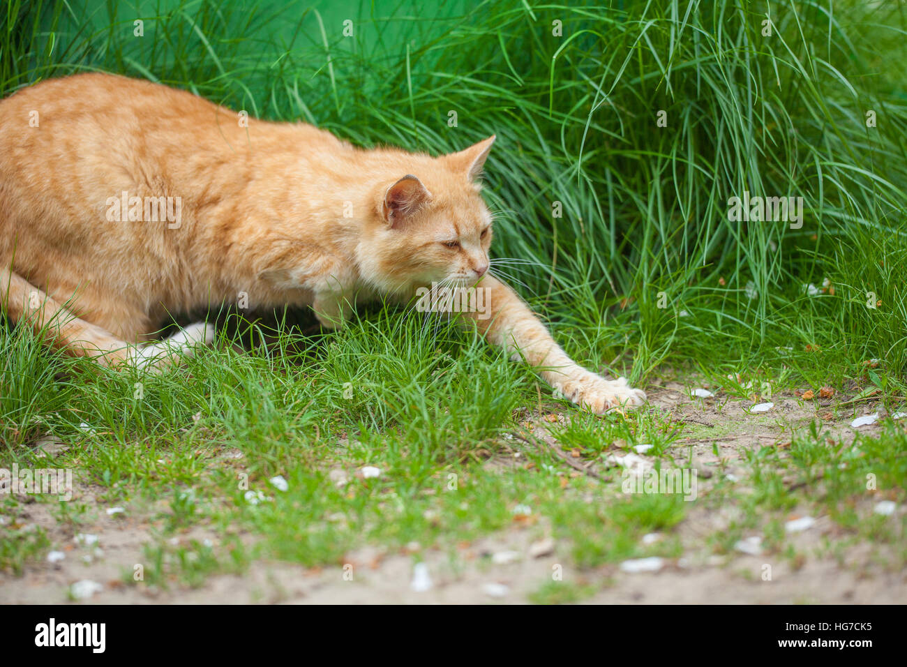 Cat sneaking hi-res stock photography and images - Alamy
