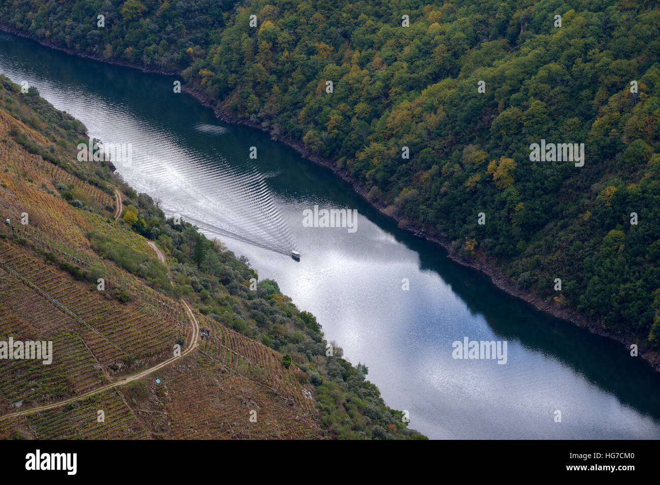 Touristic catamaran travels along the Sil river canyon, between forests ...