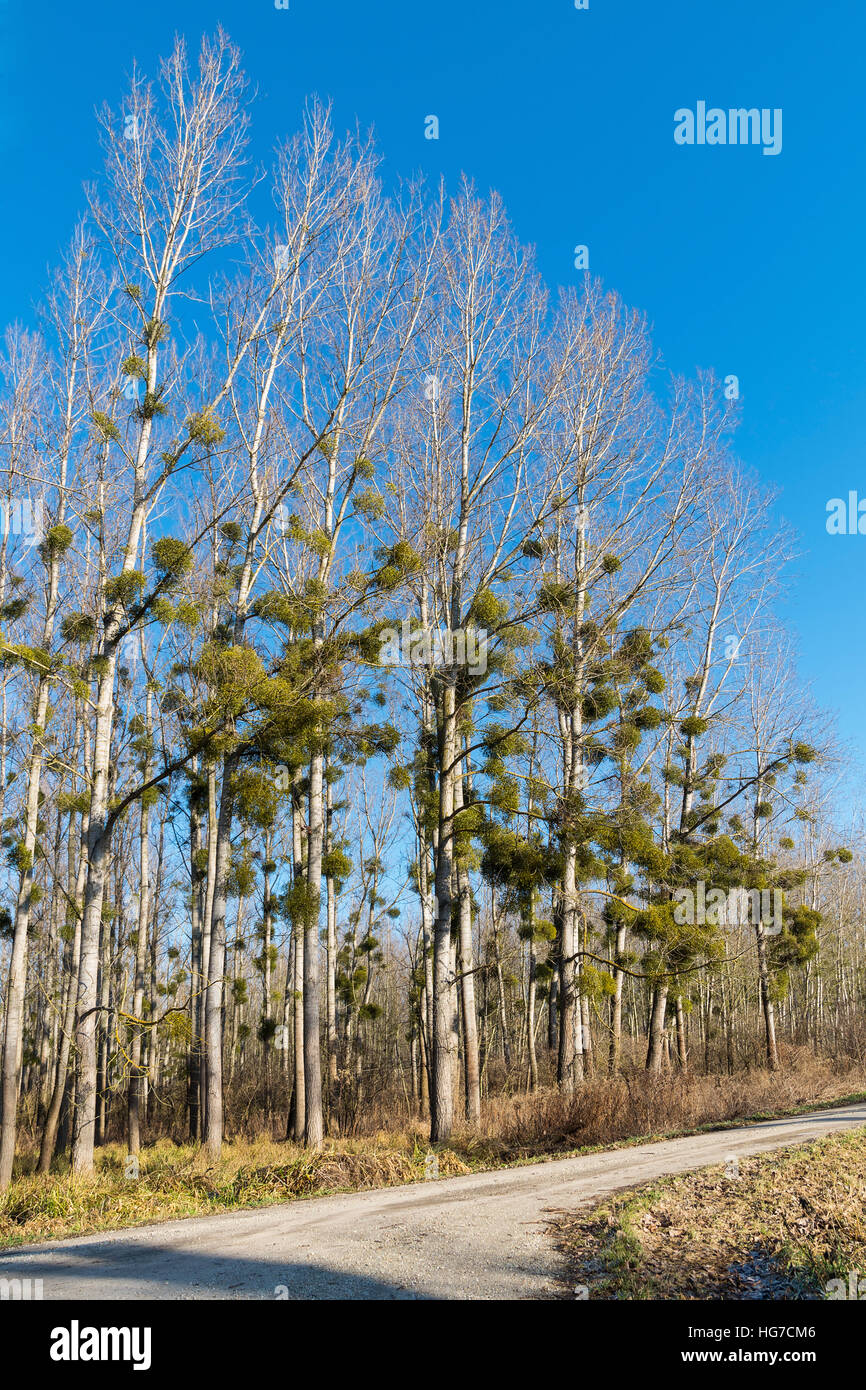 Poplar trees with mistletoe in winter forest near dirt road Stock Photo ...