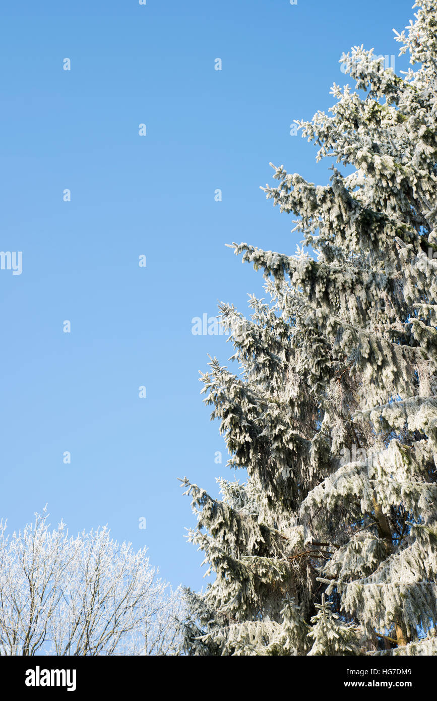 Blue pine tree hi-res stock photography and images - Alamy