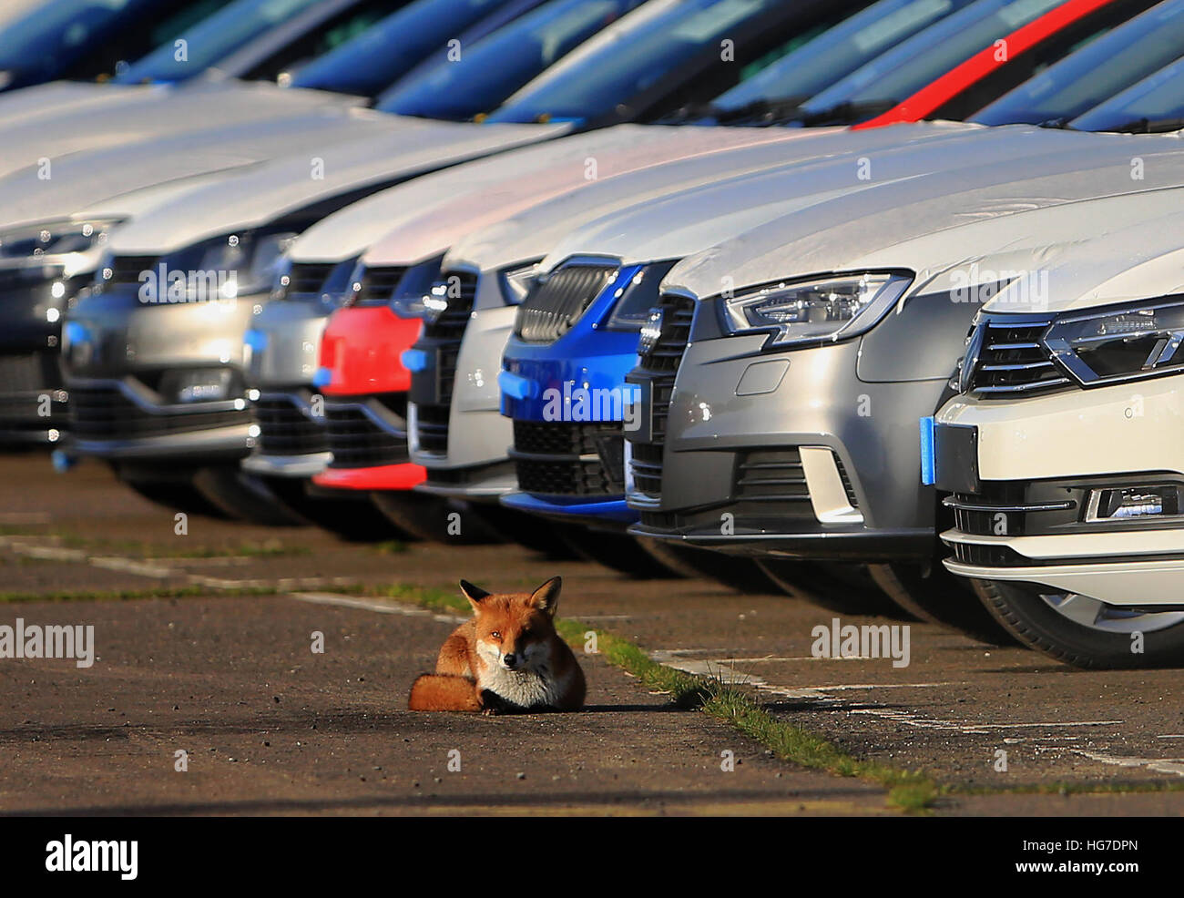 New cars in a compound near Sheerness in Kent as annual new car sales ...