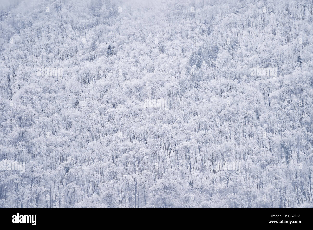 Snowfall over a pine tree forest in winter season Stock Photo - Alamy