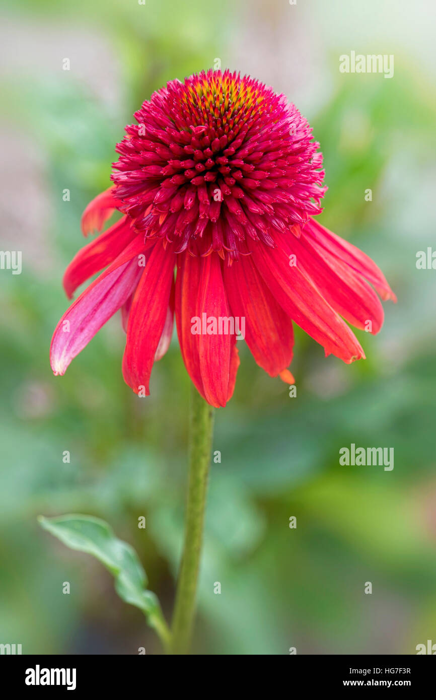 Close-up of the red Coneflower Eccentric - Echinacea 'Eccentric' Stock ...