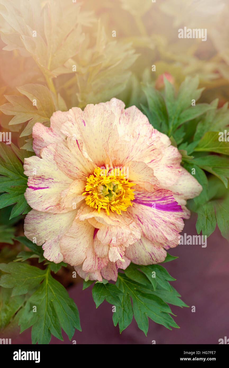Beautiful Peach and pink colored Peony flower Stock Photo - Alamy