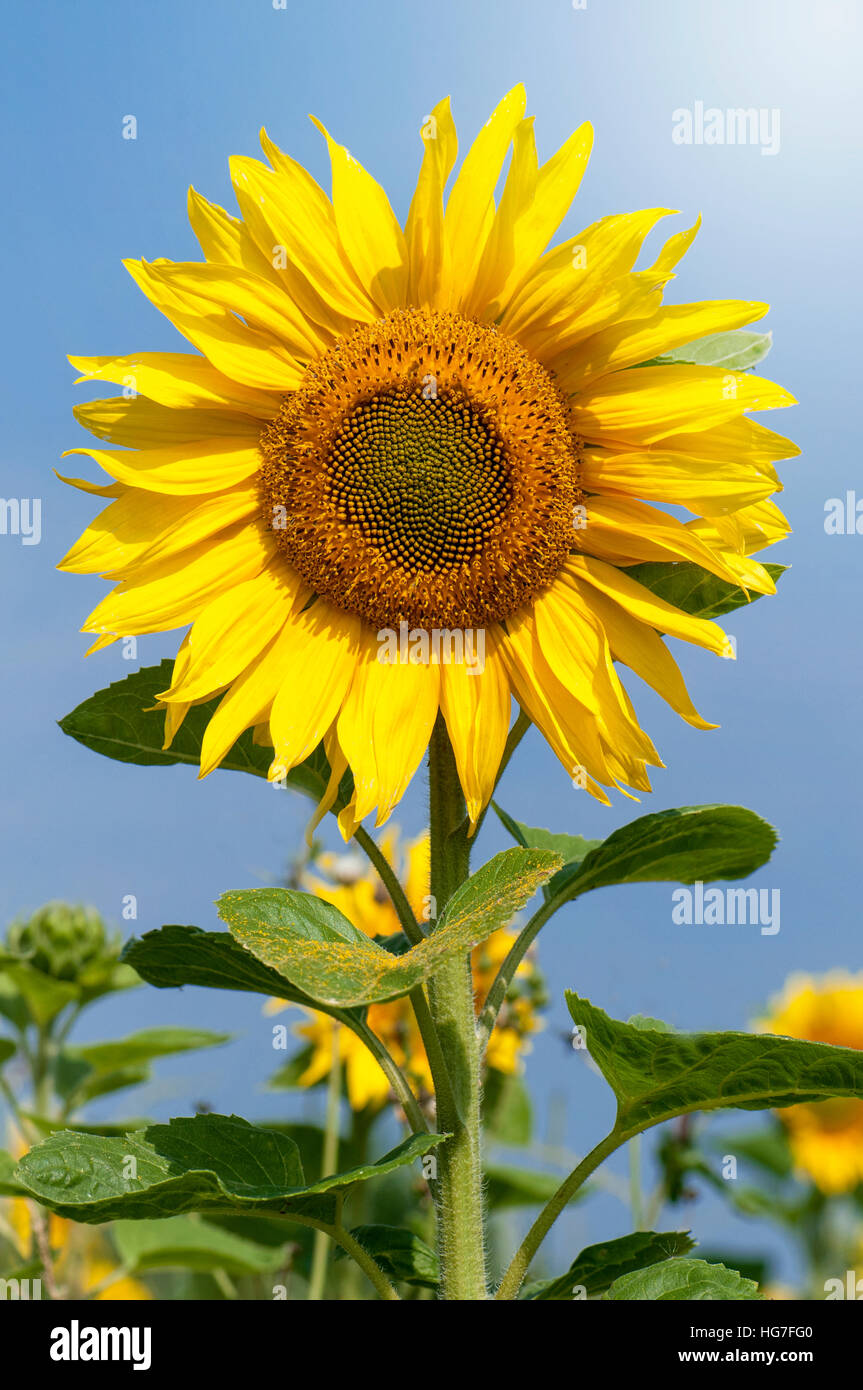 Single bright yellow Sunflower also known as Helianthus annuus Stock ...