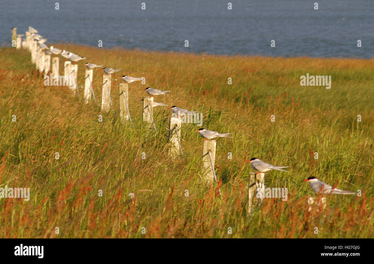 2000s Gary Colet Poster Stock Photo - Alamy