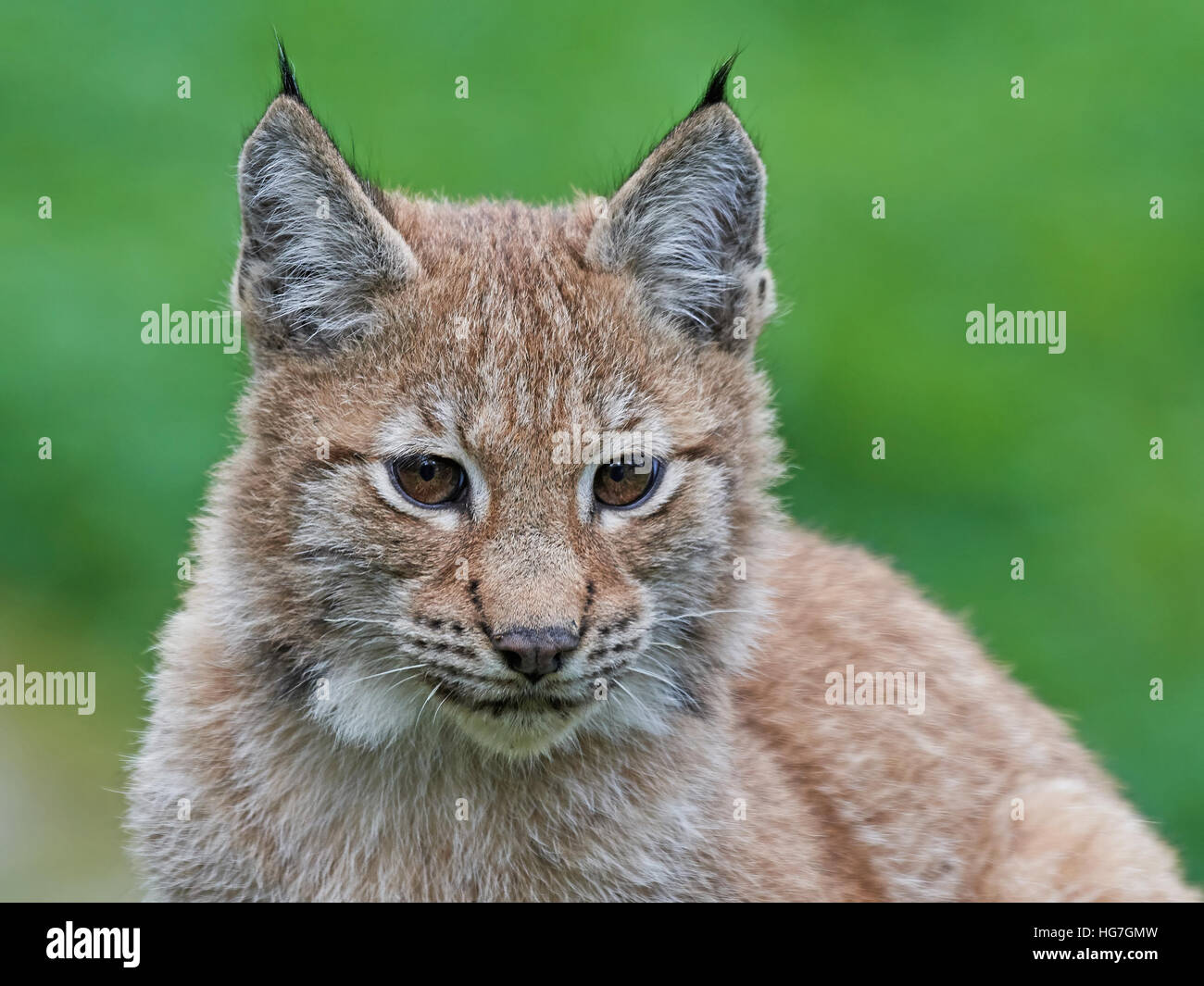 Baby lynx hi-res stock photography and images - Alamy