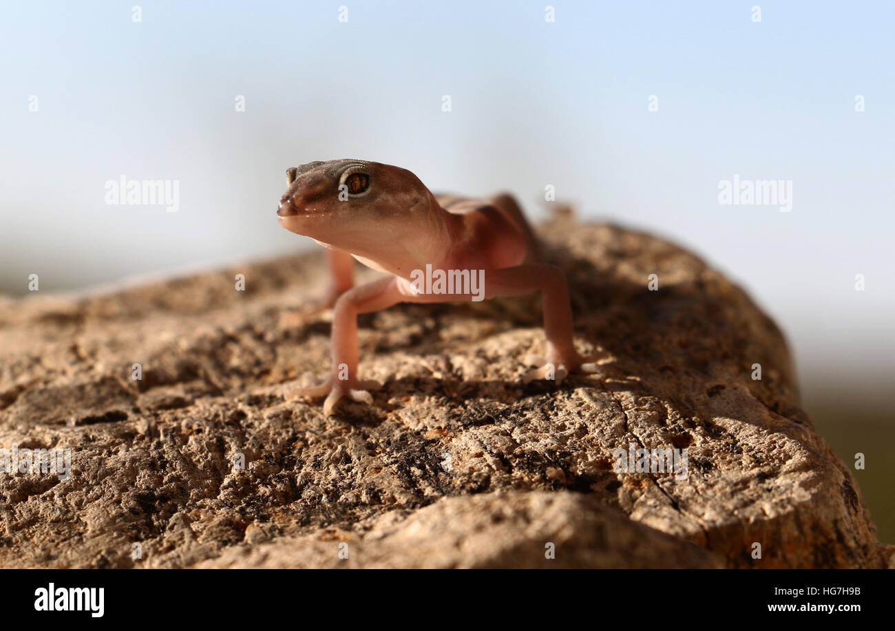 Sonoran desert tucson hi-res stock photography and images - Alamy