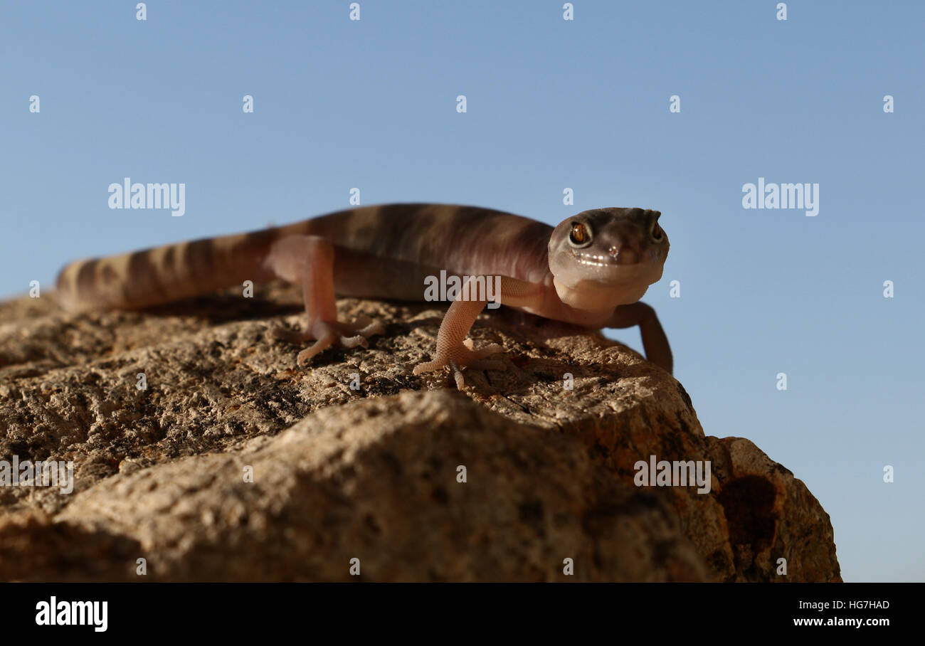 Tucson Banded Gecko Coleonyx variegatus lizzard in Sonoran desert ...