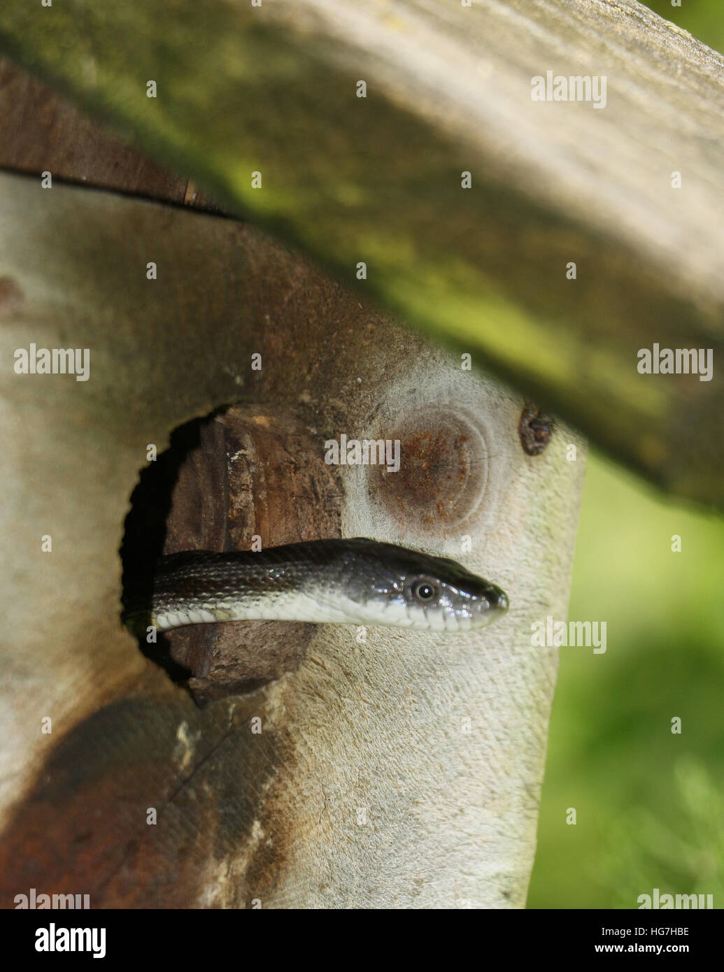 Snake eating bird hi-res stock photography and images - Alamy