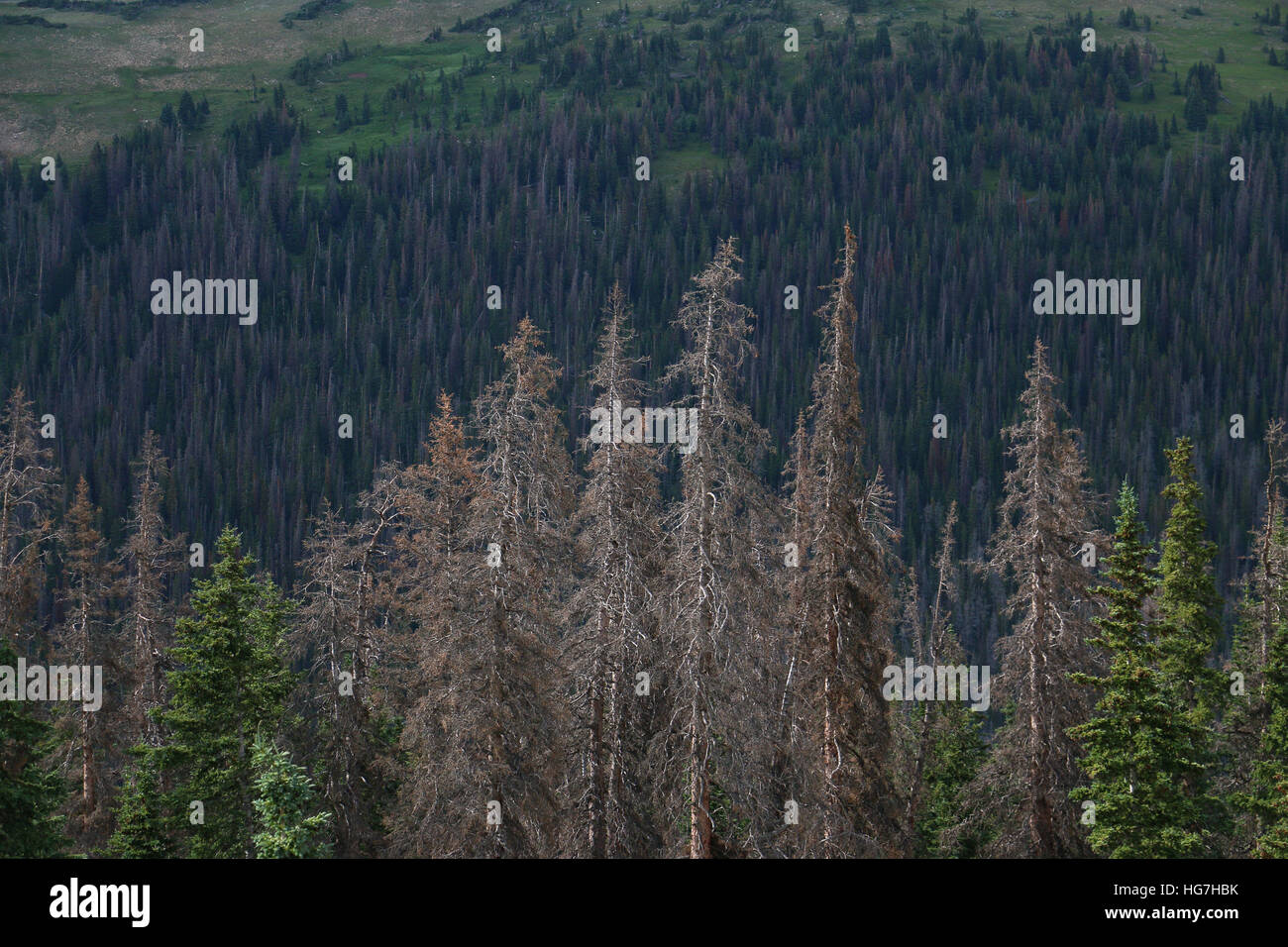 Dead pine trees from Pine borer beetle Rocky Mountain National Park ...