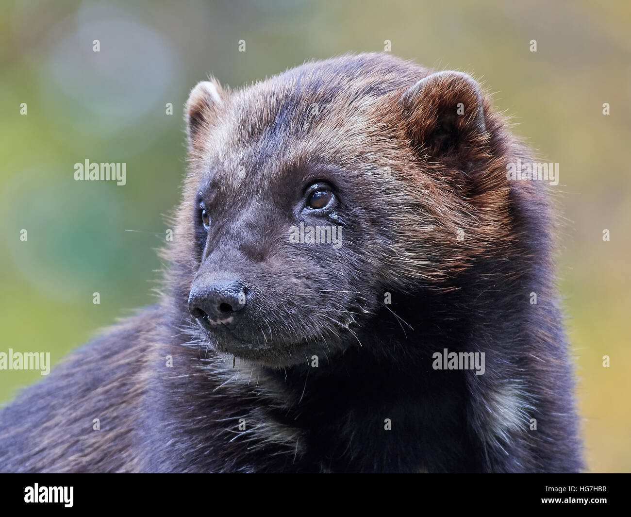 Wolverine animal hi-res stock photography and images - Alamy