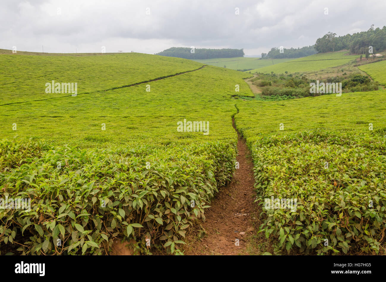 Largest tea plantation of Cameroon, Africa with paths leading through ...