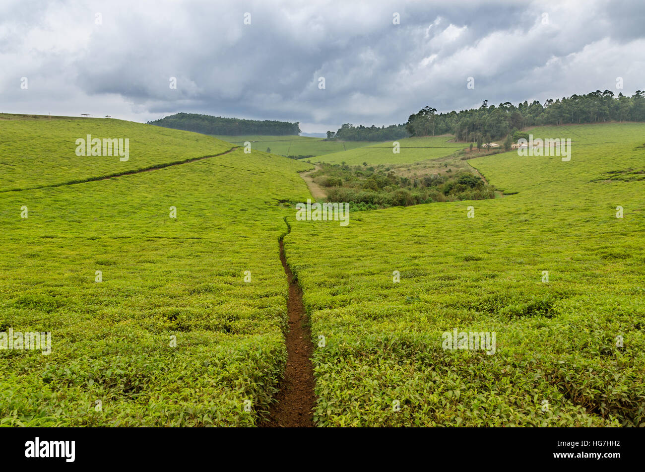 Largest tea plantation of Cameroon, Africa with paths leading through ...