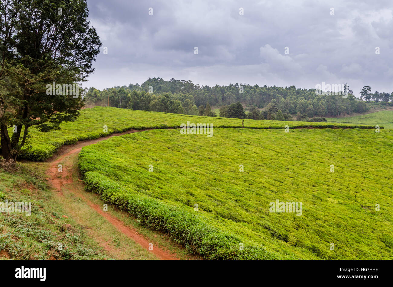 Largest tea plantation of Cameroon, Africa with paths leading through ...