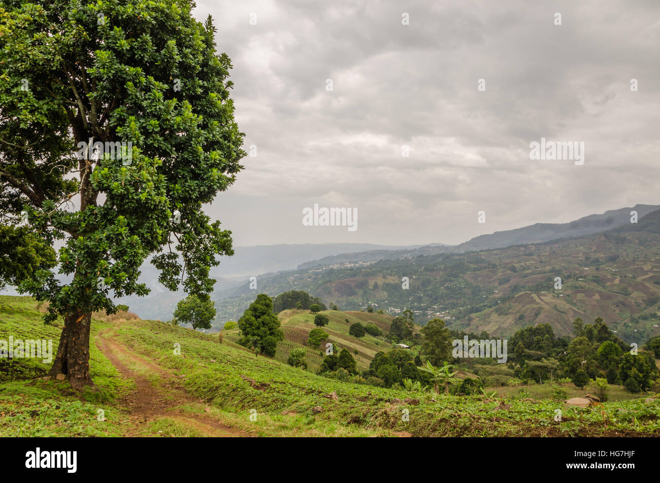 Small footpath next to large tree in highlands of Cameroon with ...
