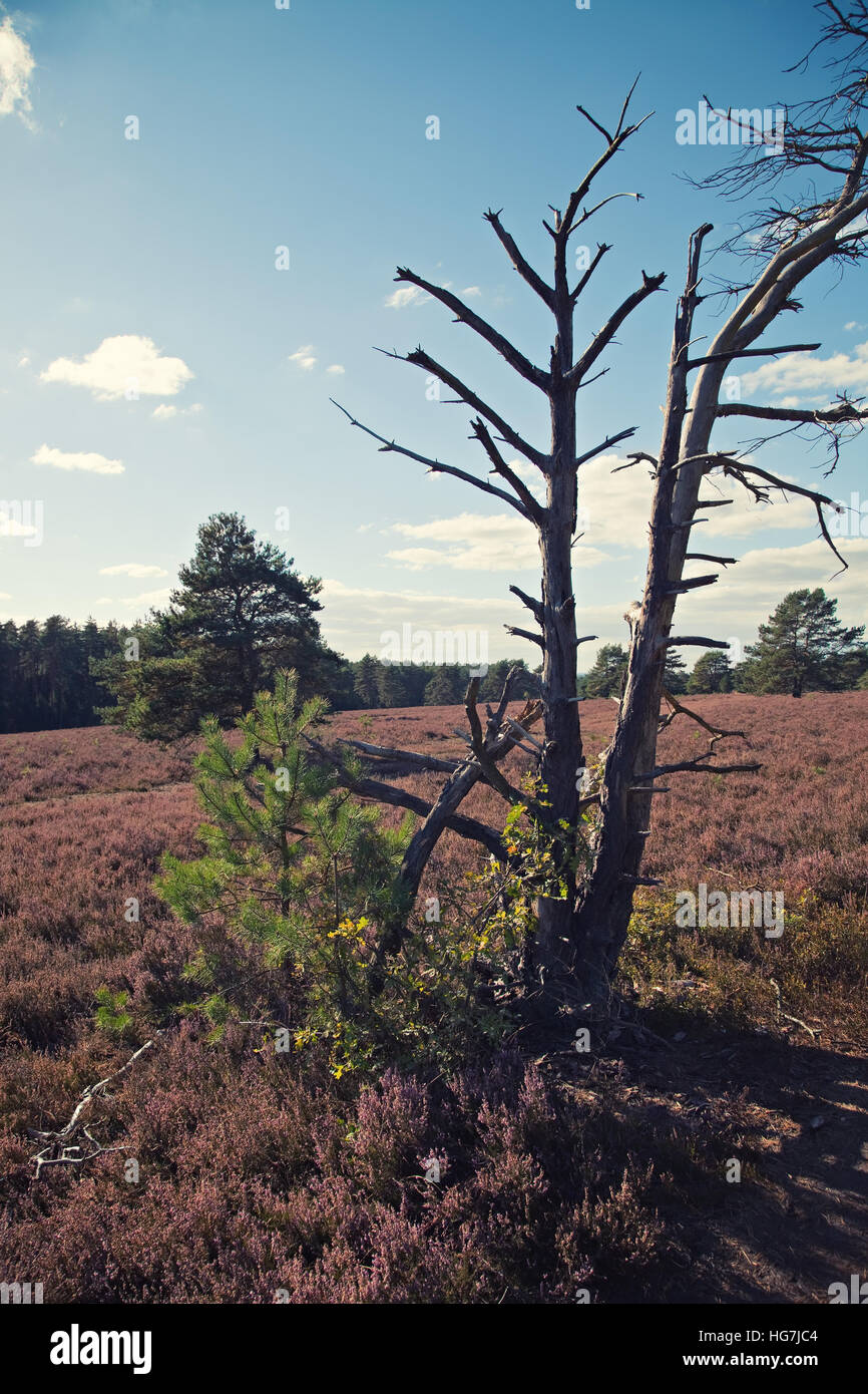 pink heather landscape with a dead tree Stock Photo - Alamy