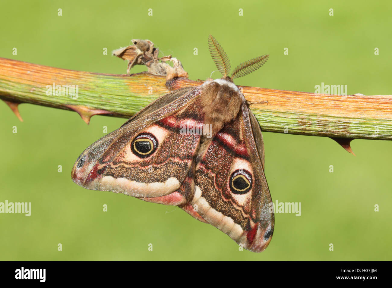 Emperor moth saturnia pavonia hi-res stock photography and images - Alamy