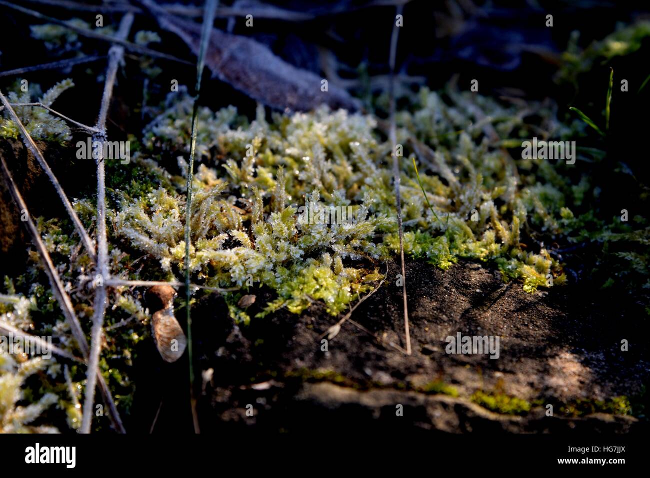 Frosted moss hi-res stock photography and images - Alamy