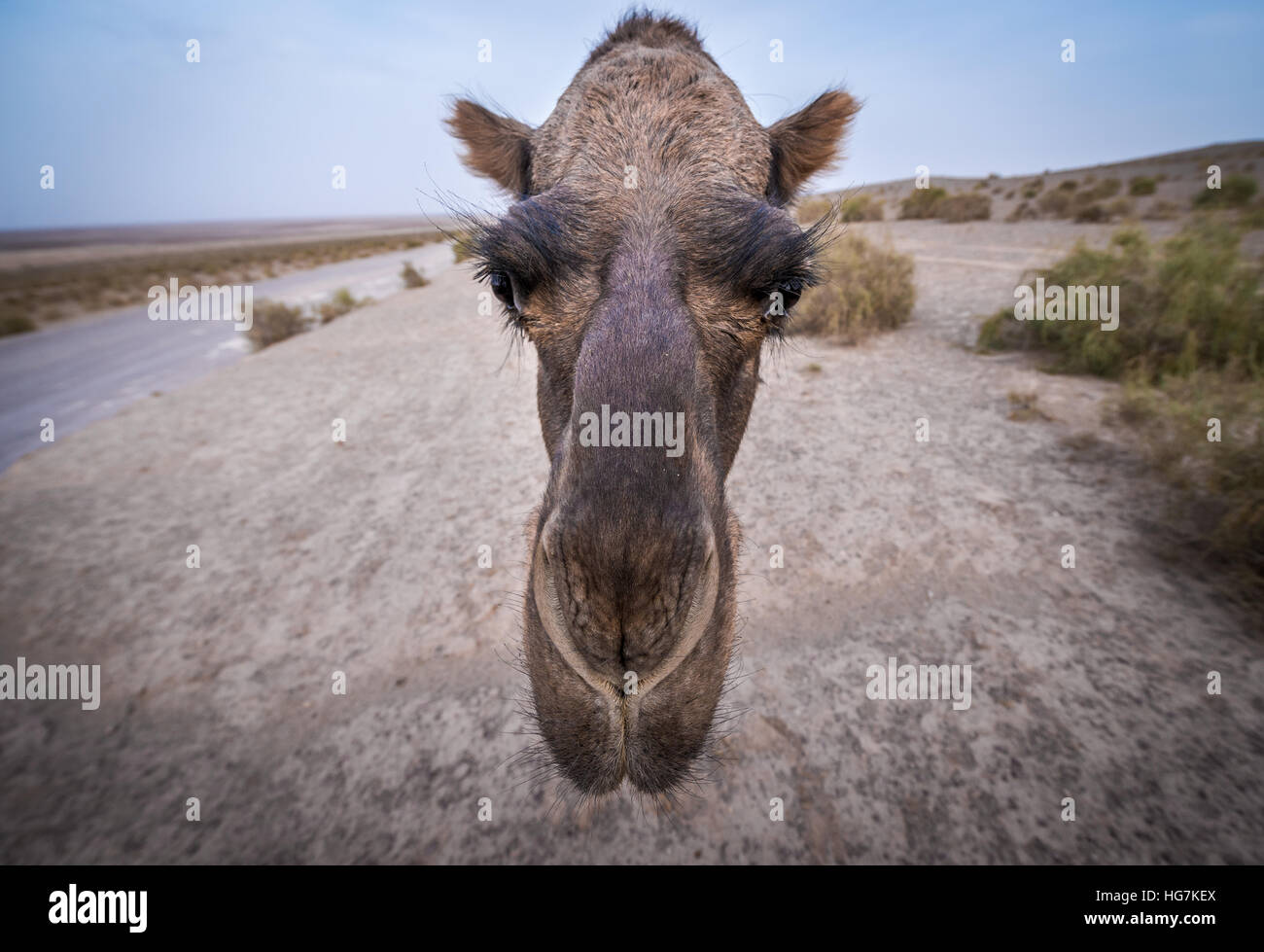 Portrait of camel on Maranjab Desert in Iran Stock Photo - Alamy