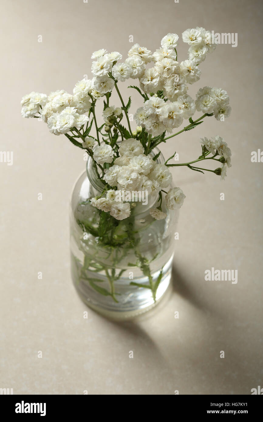 Baby Breath Plant High Resolution Stock Photography and Images - Alamy