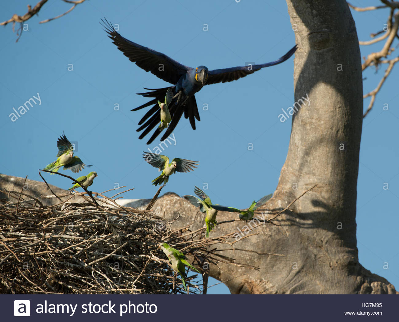 Parakeets Flying Stock Photos & Parakeets Flying Stock Images - Alamy