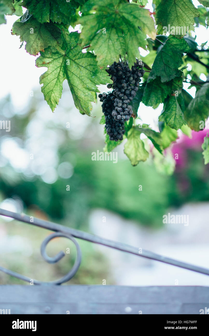 Grapes rome hi-res stock photography and images - Alamy